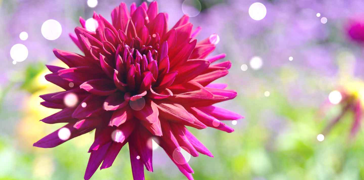 Ajwain or Ajma – Powerful and Versatile, Must Have Pantry Herb ...